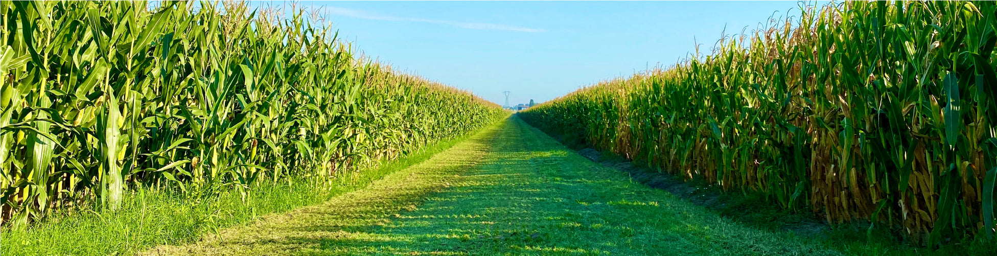 Heatwaves and silage, how to get the best results – Silostop Agri