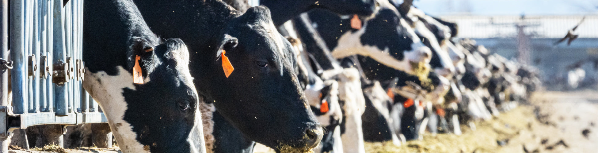 High Oxygen Barrier Film reduces forage waste – Silostop Agri